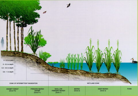 Putrajaya Lake and Wetland | Smart Putrajaya